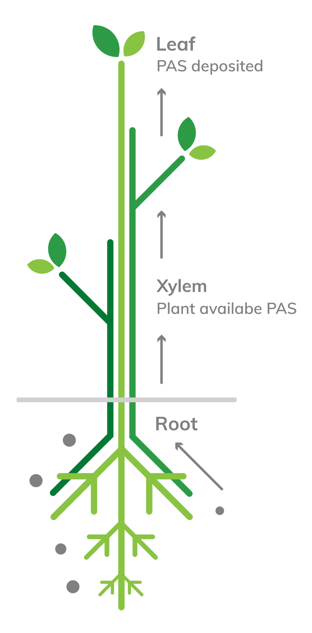 Silicon Science - Agripower | The Science behind Agrisilica®